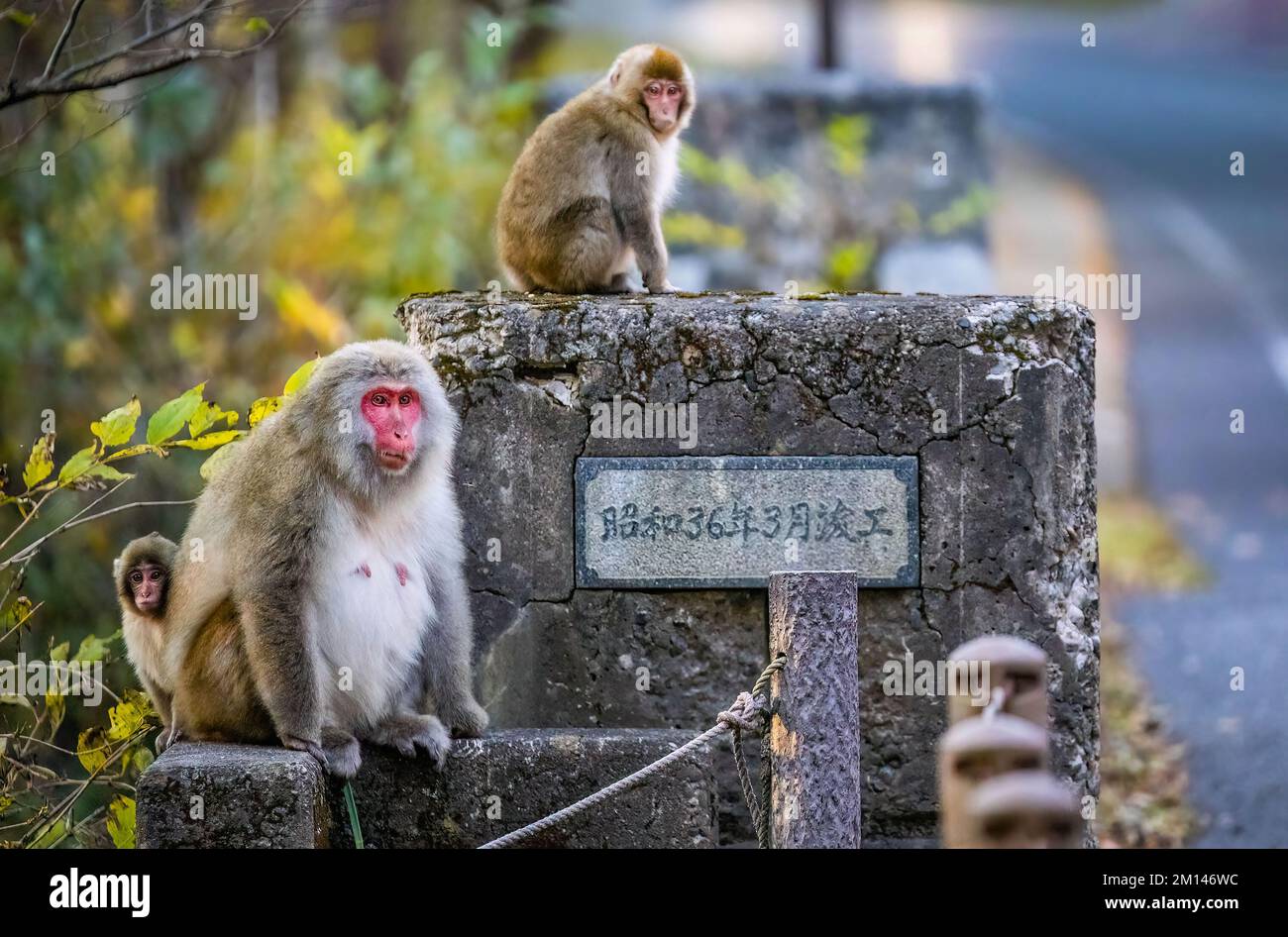Cute wild japanese snow monkey family in Nikko national park forest in ...