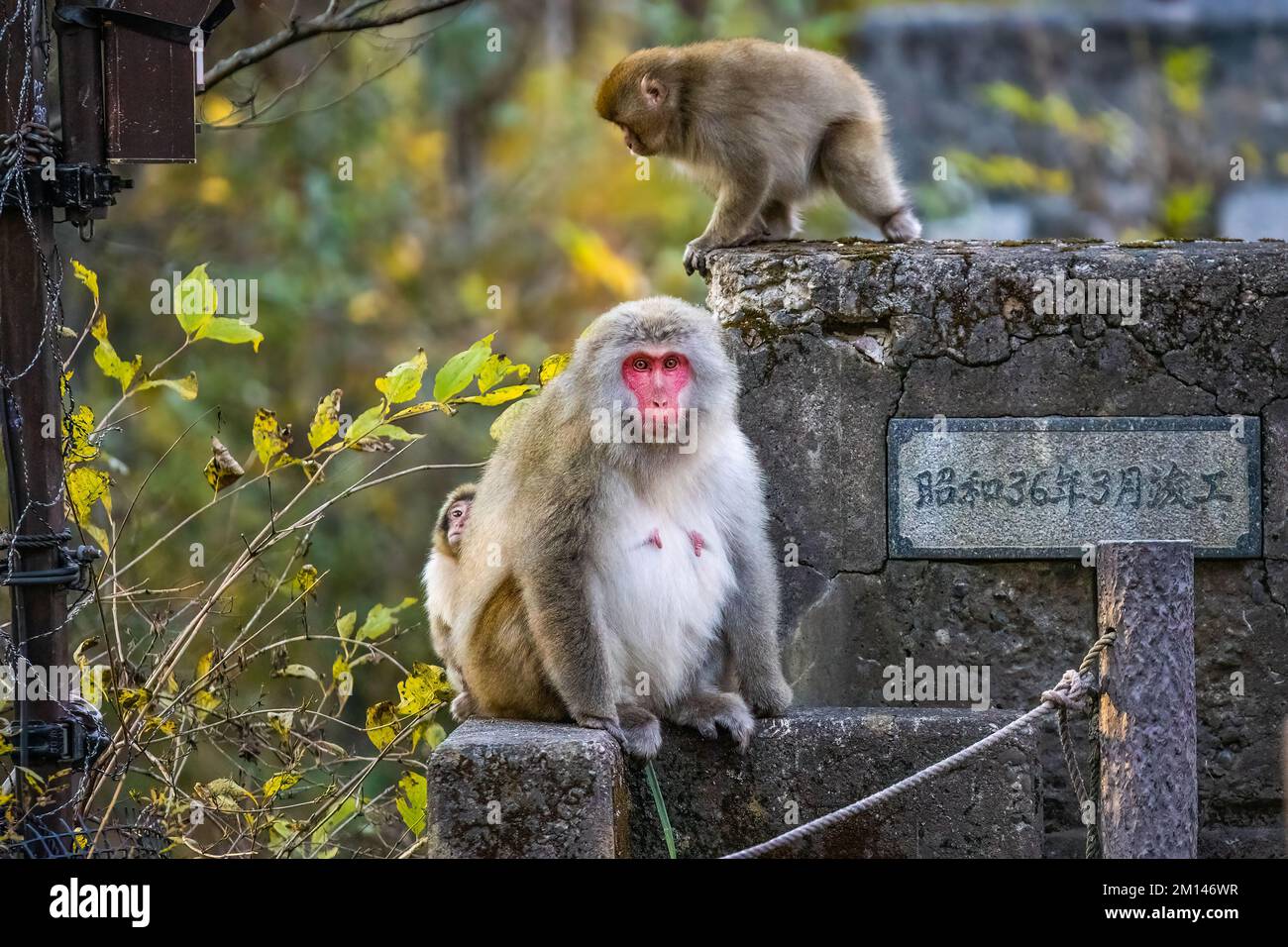 Cute wild japanese snow monkey family in Nikko national park forest in ...