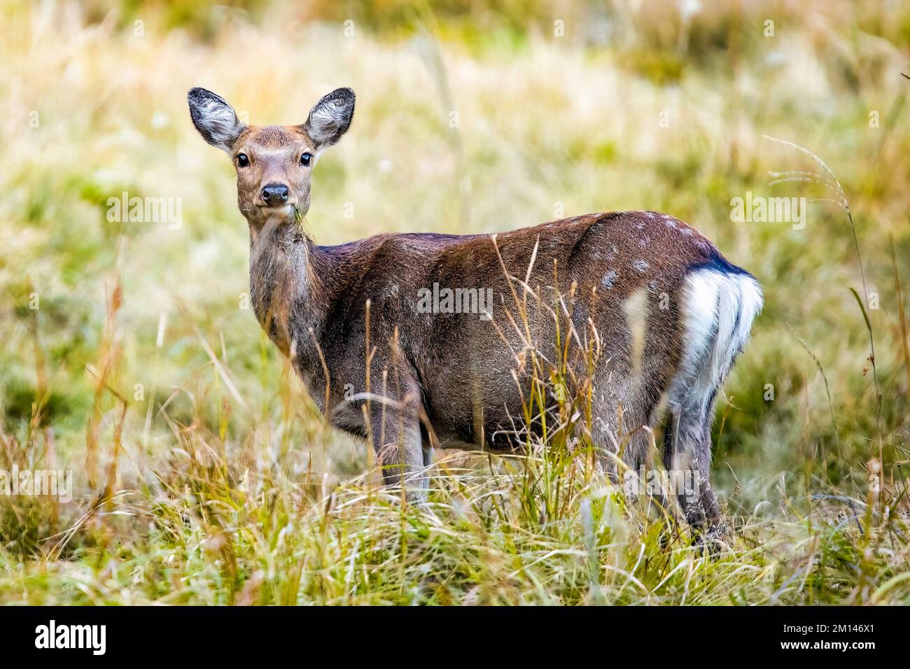 Japanese deer at Nikko National park swamp Japan Stock Photo - Alamy