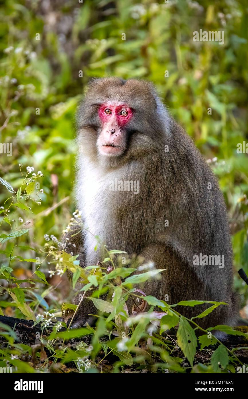 Cute wild japanese snow monkey portrait in Nikko national park forest ...