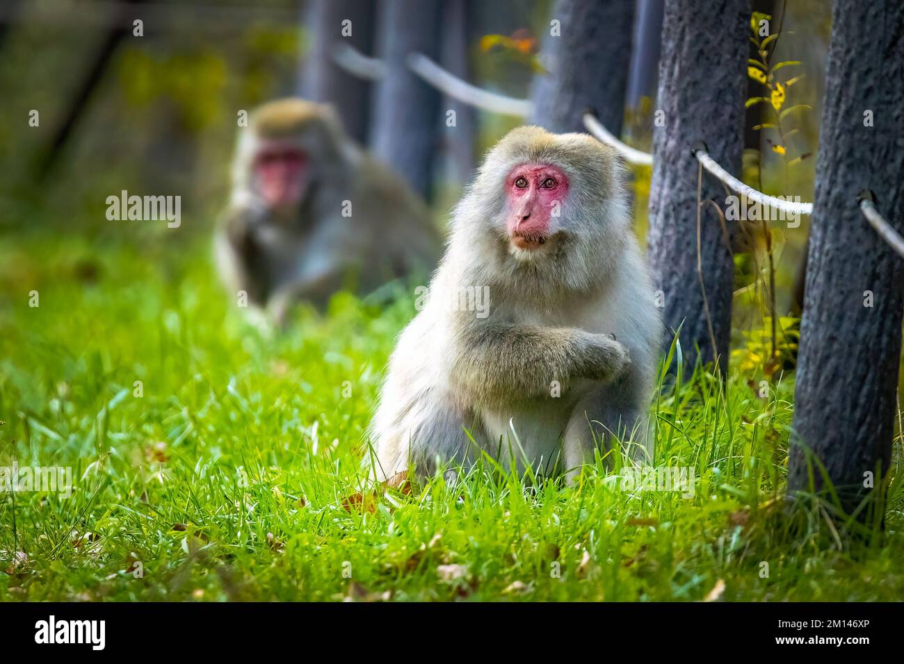 Cute wild japanese snow monkeys eatingin Nikko national park at summer ...