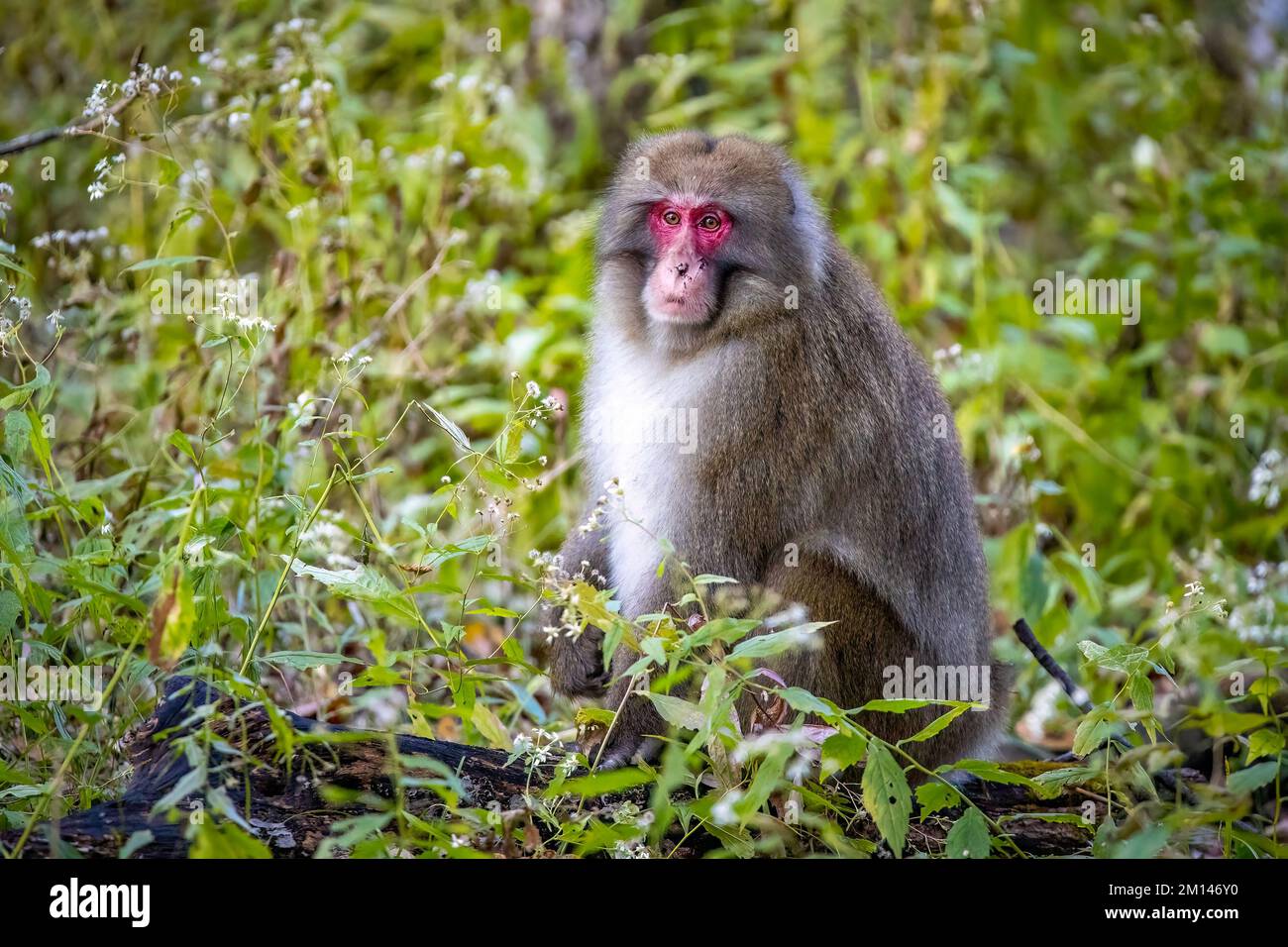 Cute wild japanese snow monkey portrait in Nikko national park forest ...