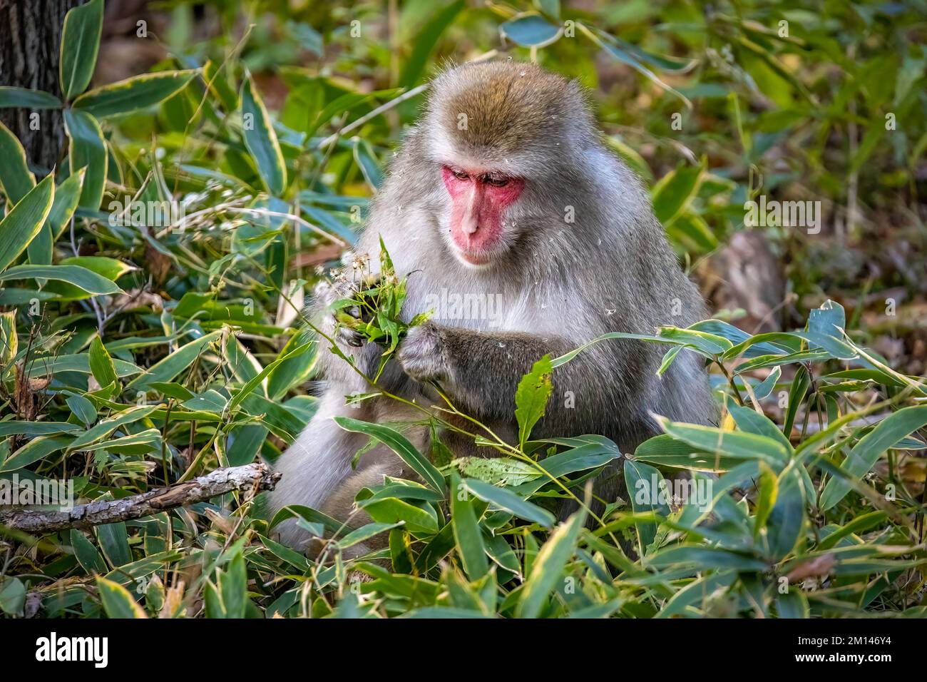 Cute wild japanese snow monkey portrait in Nikko national park forest ...