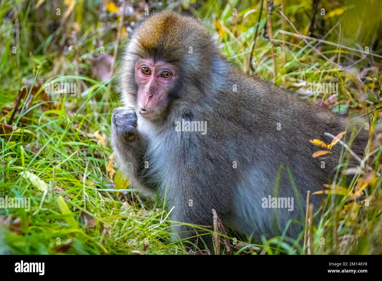 Cute wild japanese snow monkey portrait in Nikko national park forest ...