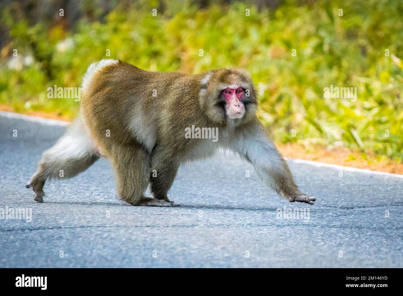 Cute wild japanese snow monkey portrait in Nikko national park forest ...