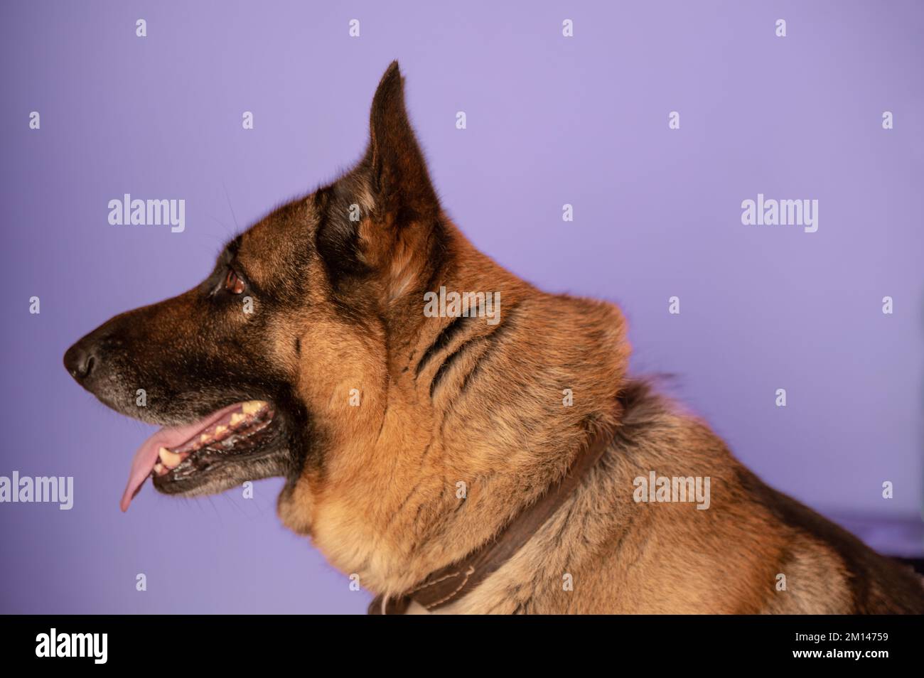 Dog face side view hi-res stock photography and images - Alamy