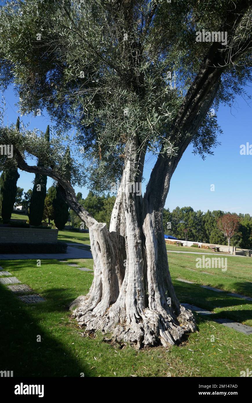 Los Angeles, California, USA 8th December 2022 Tree at Mount Sinai ...
