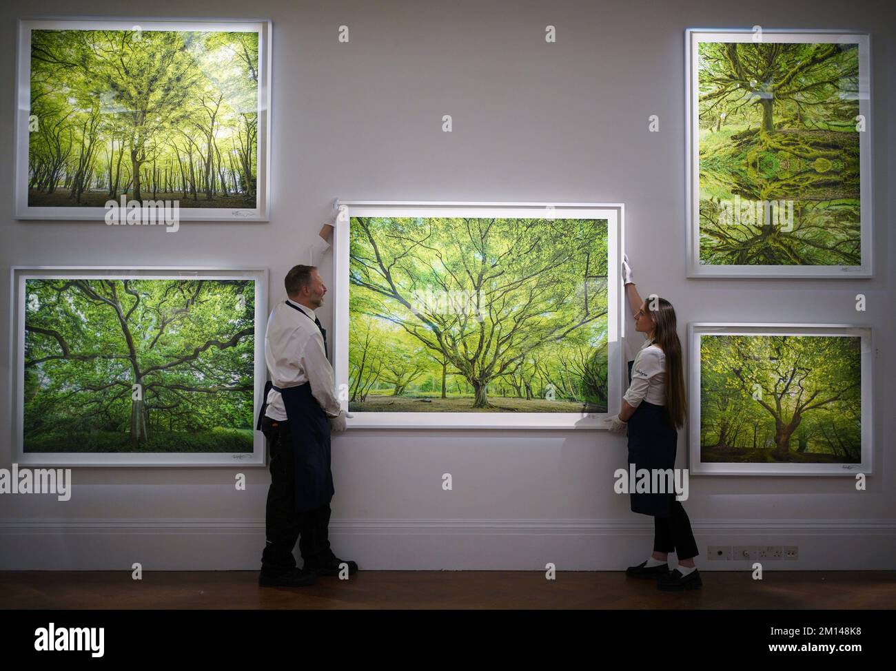 Sotheby's staff make final touches to photographs of ancient trees by Adrian Houston during the ...