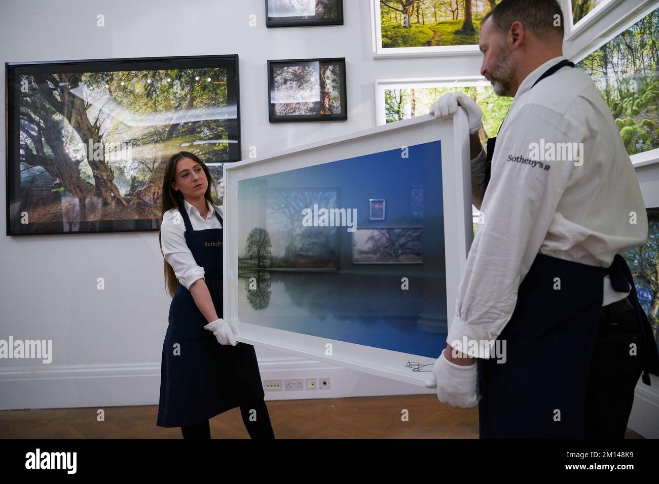 Sotheby's staff make final touches to photographs of ancient trees by ...