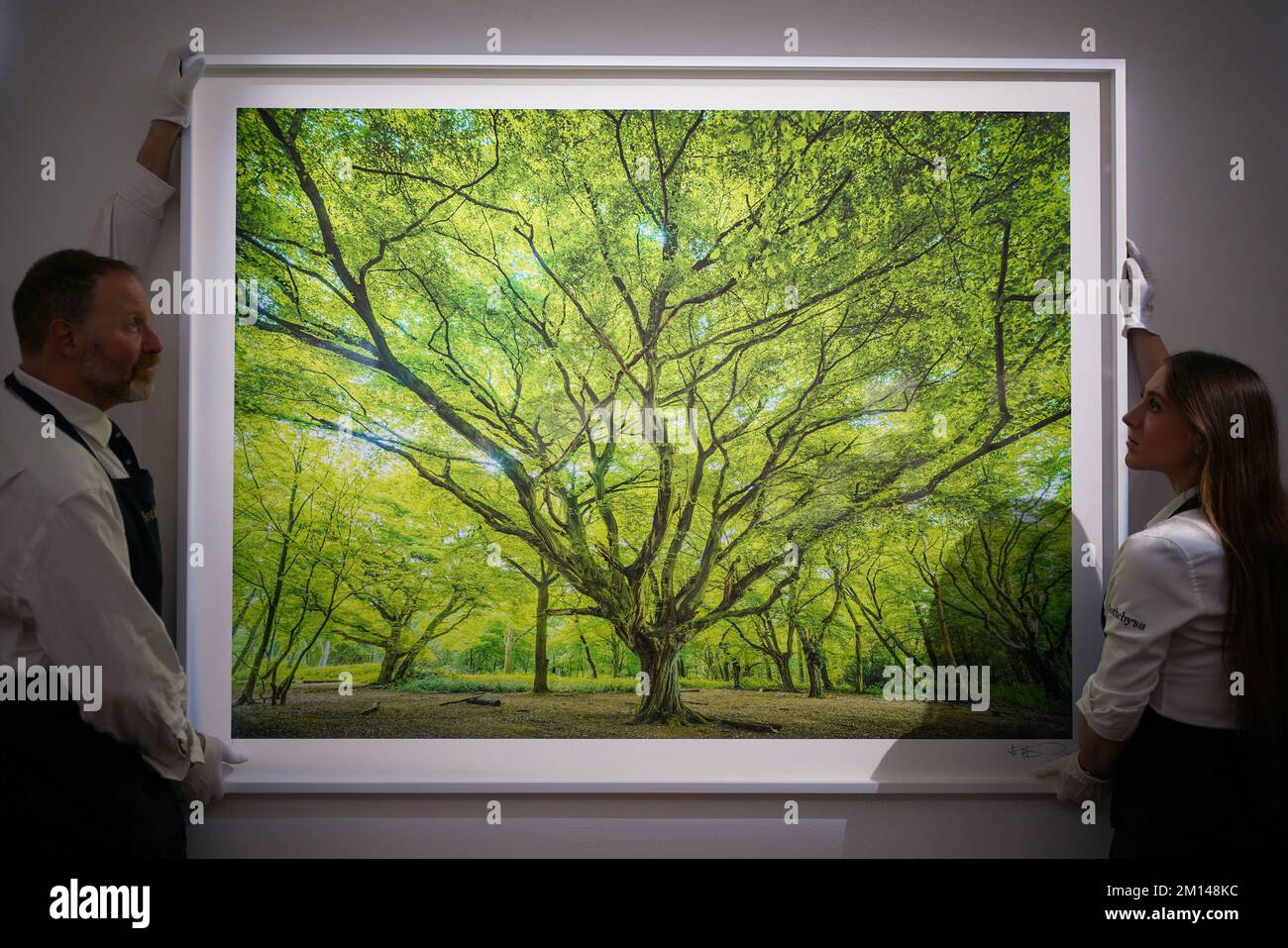 Sotheby's staff make final touches to photographs of ancient trees by ...