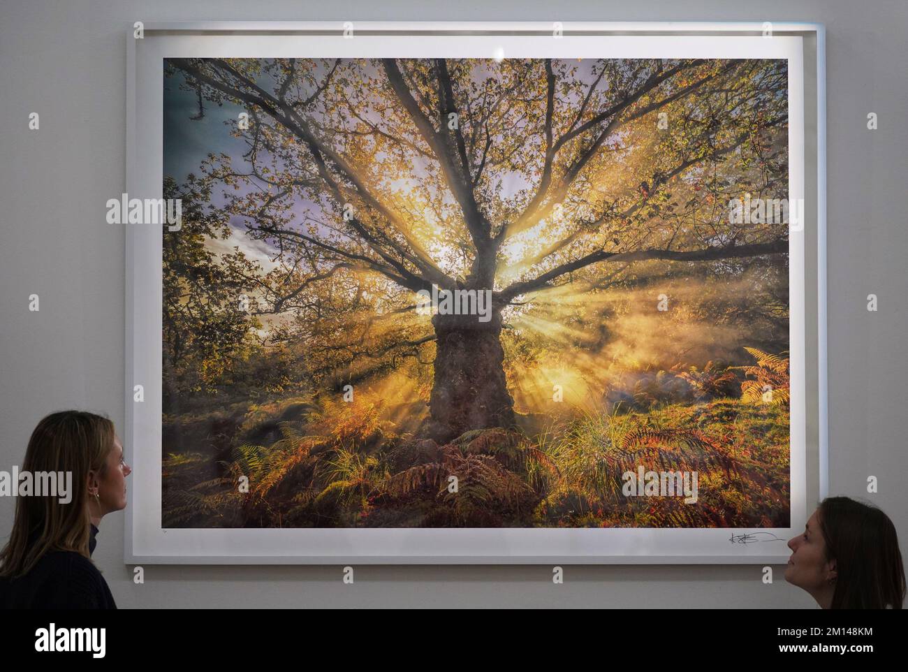 Sotheby's staff looking at a photograph of an ancient tree by Adrian ...