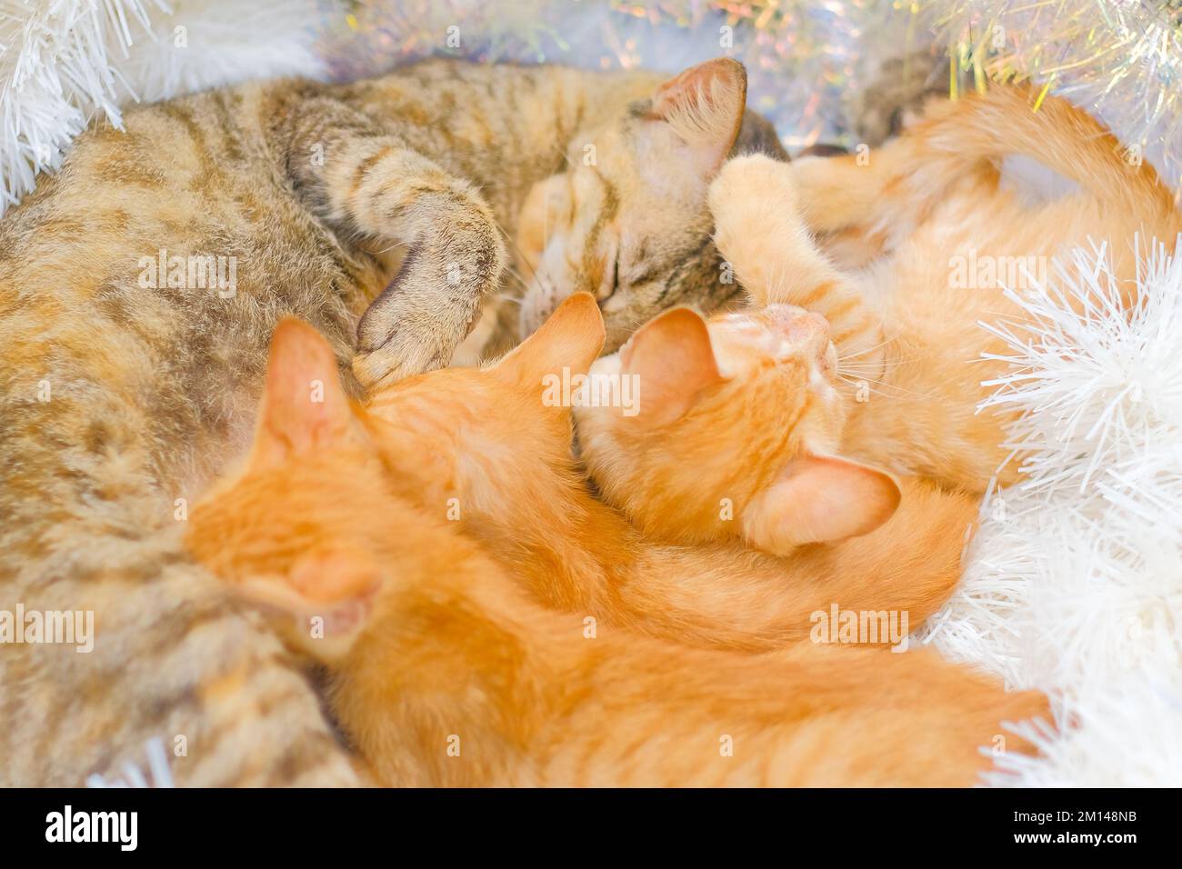 Stray domestic cats lay on sparkly white Christmas garland. Three ...