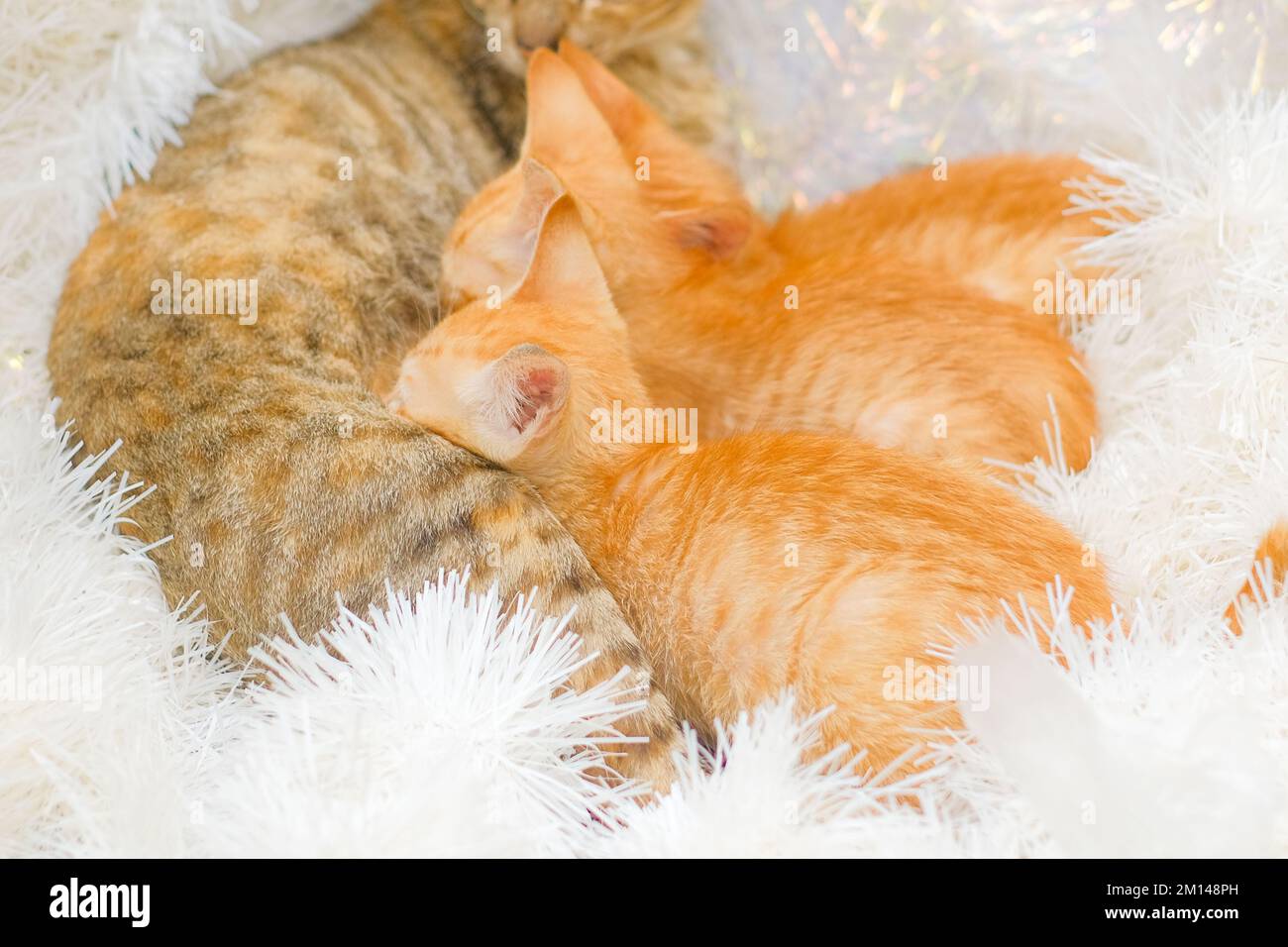 Stray domestic cats lay on sparkly white Christmas garland. Three ...
