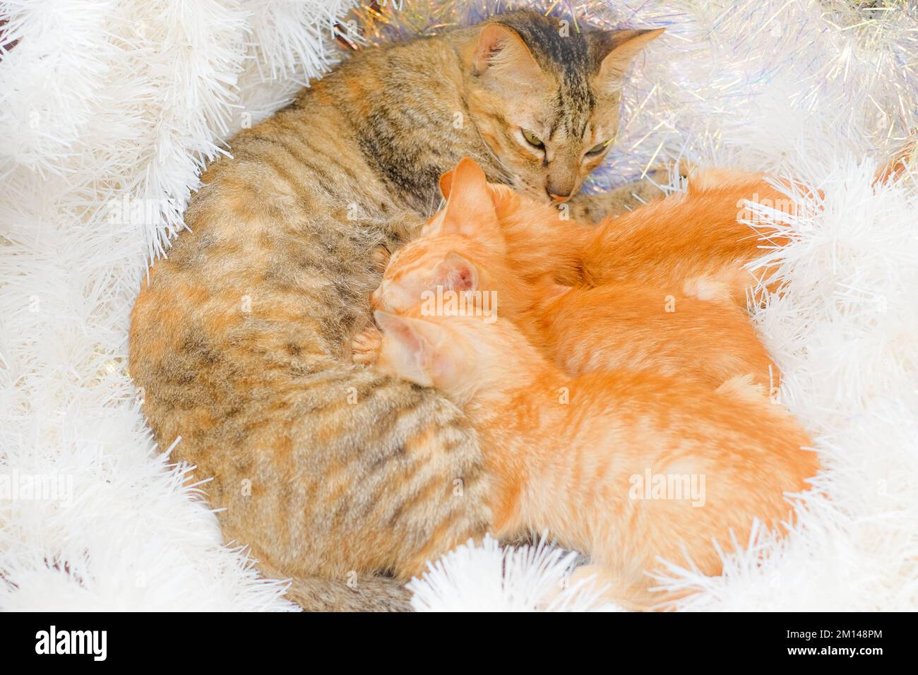 Stray domestic cats lay on sparkly white Christmas garland. Three ...