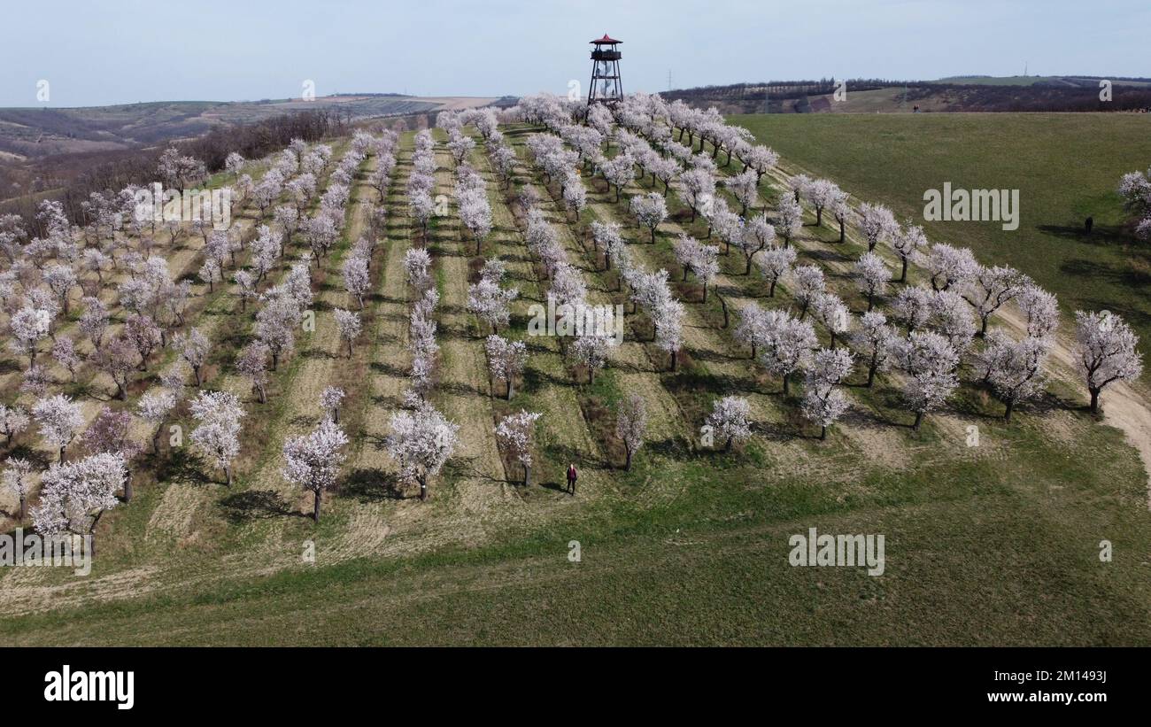 An aerial view of an observation deck in front of an orchard in ...