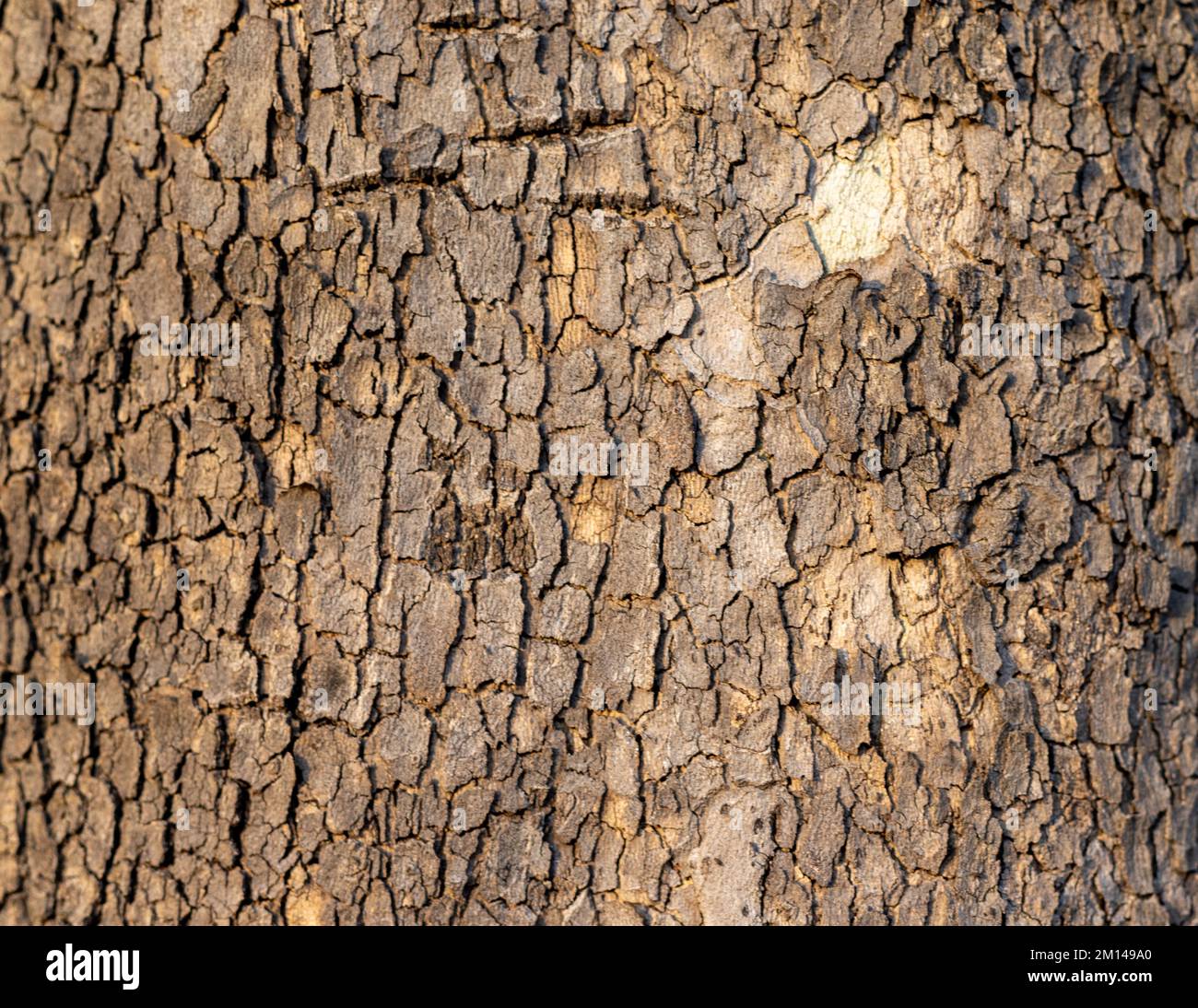 Maple tree trunk bark pattern natural background texture Stock Photo ...