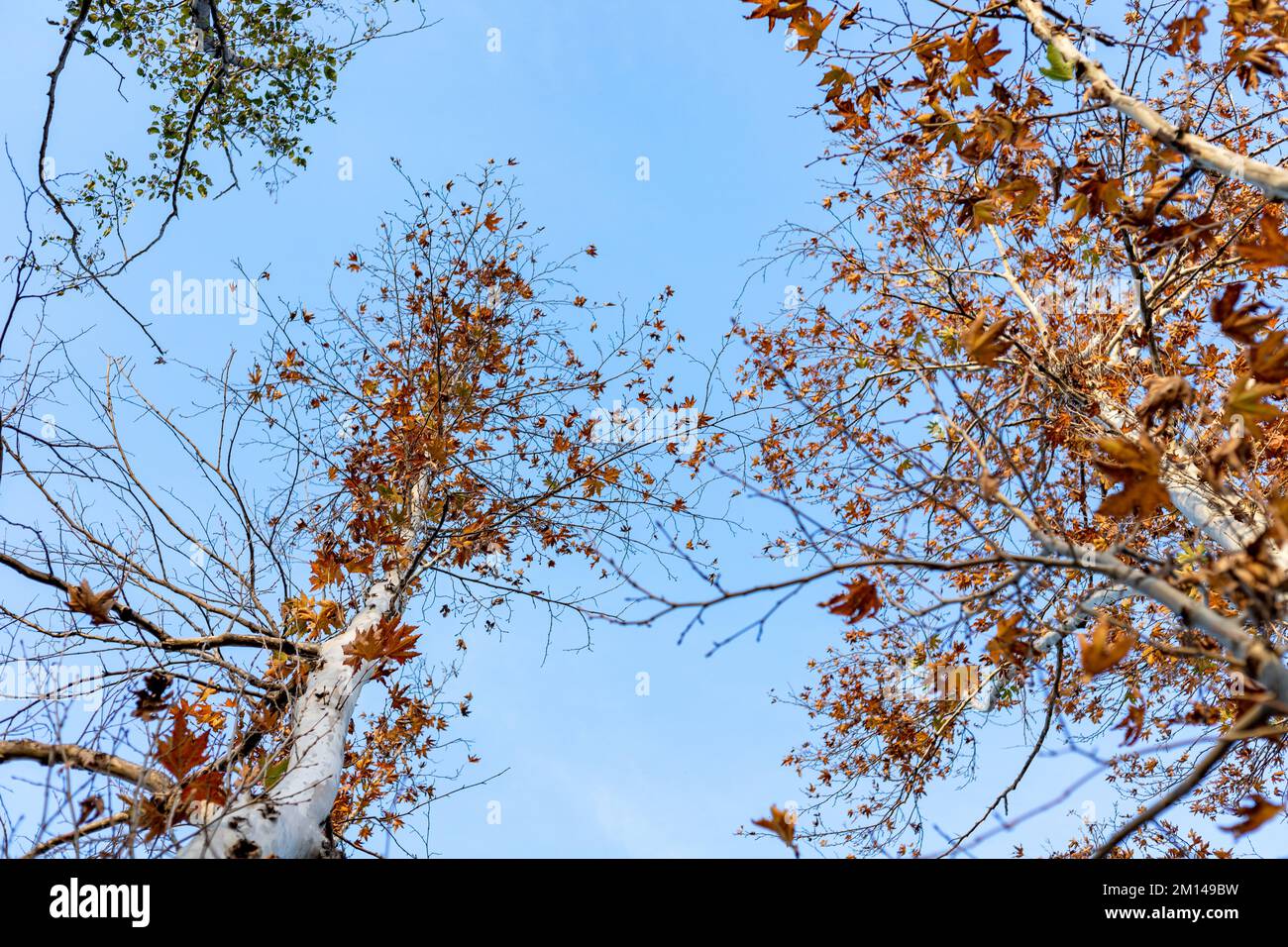 Autumn maple trees beautiful foliage Stock Photo - Alamy