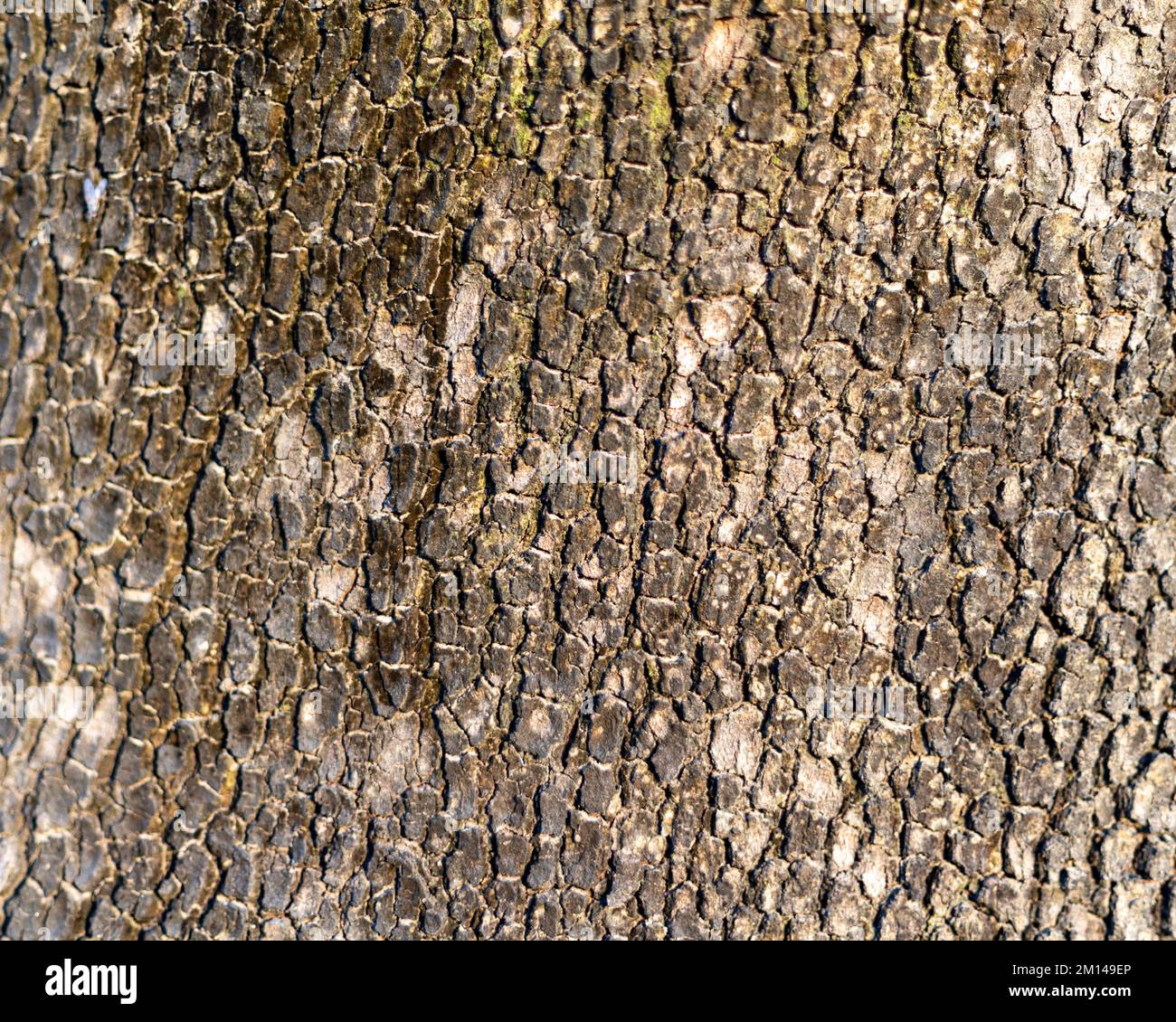 Striped bark maple hi-res stock photography and images - Alamy