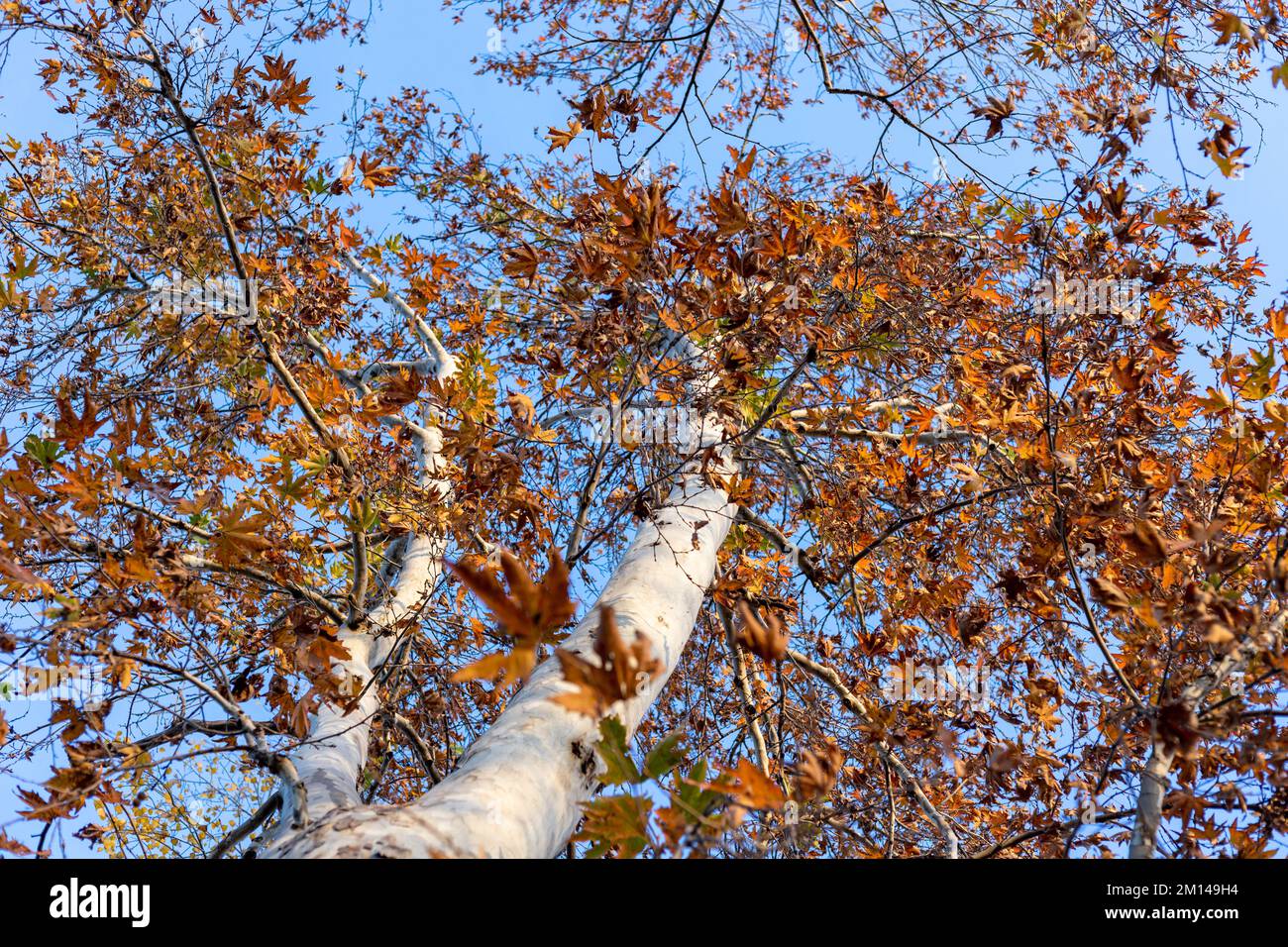 Autumn forest background. Vibrant color tree, red orange foliage in ...