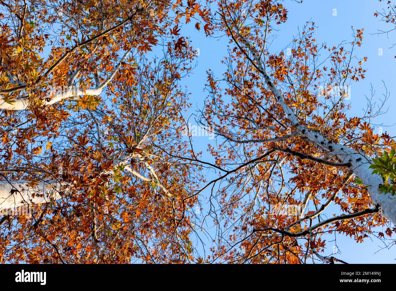 looking up to the sun speckled fall trees Stock Photo - Alamy