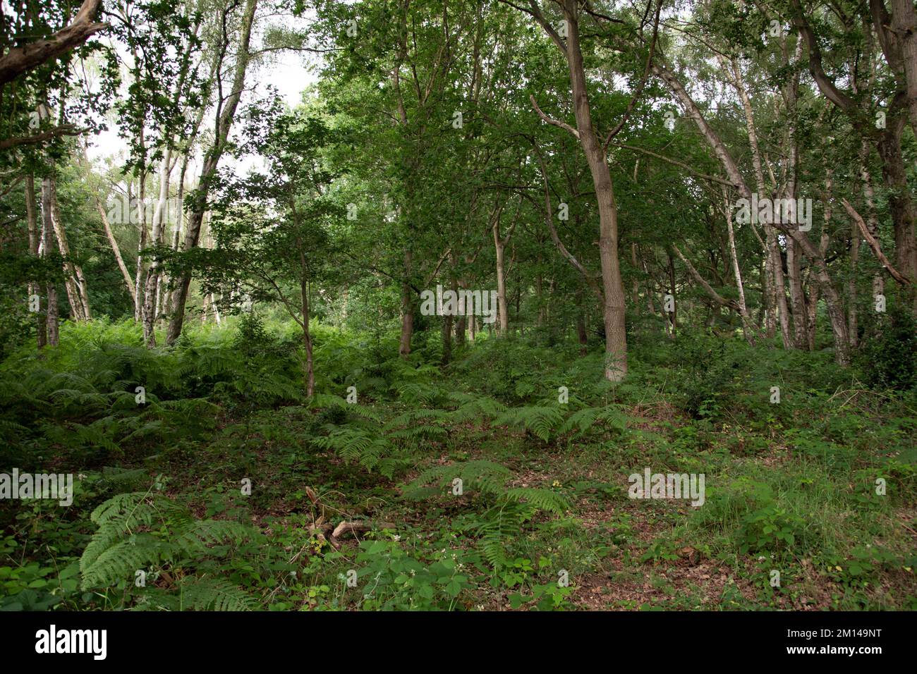 Sherwood forest uk hi-res stock photography and images - Alamy