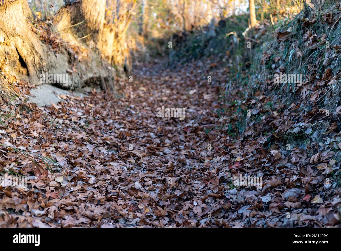 Dry tree leaves in the forest in a dry barren water stream Stock Photo ...