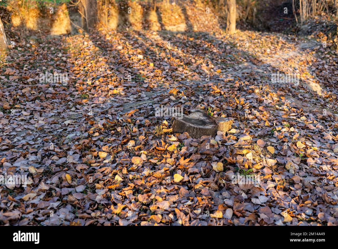 Beautiful deforestation hi-res stock photography and images - Alamy