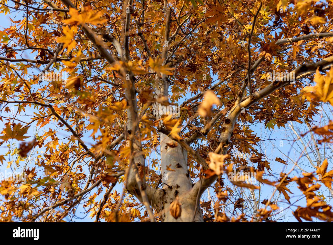 Looking upwards to the maple tree in autumn season from below Stock ...