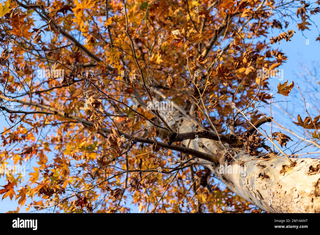Maple tree canopy hi-res stock photography and images - Alamy