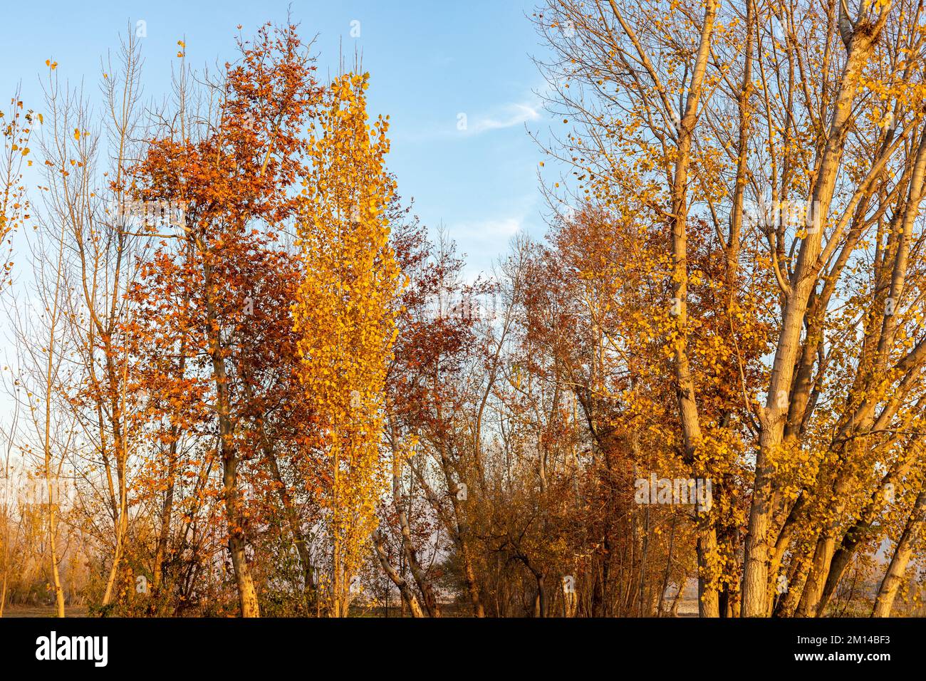 Colorful foliage of trees in autumn in swat valley, Pakistan Stock ...