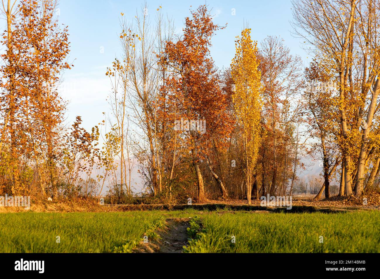 Beautiful autumn trees foliage in swat valley in the month of december ...