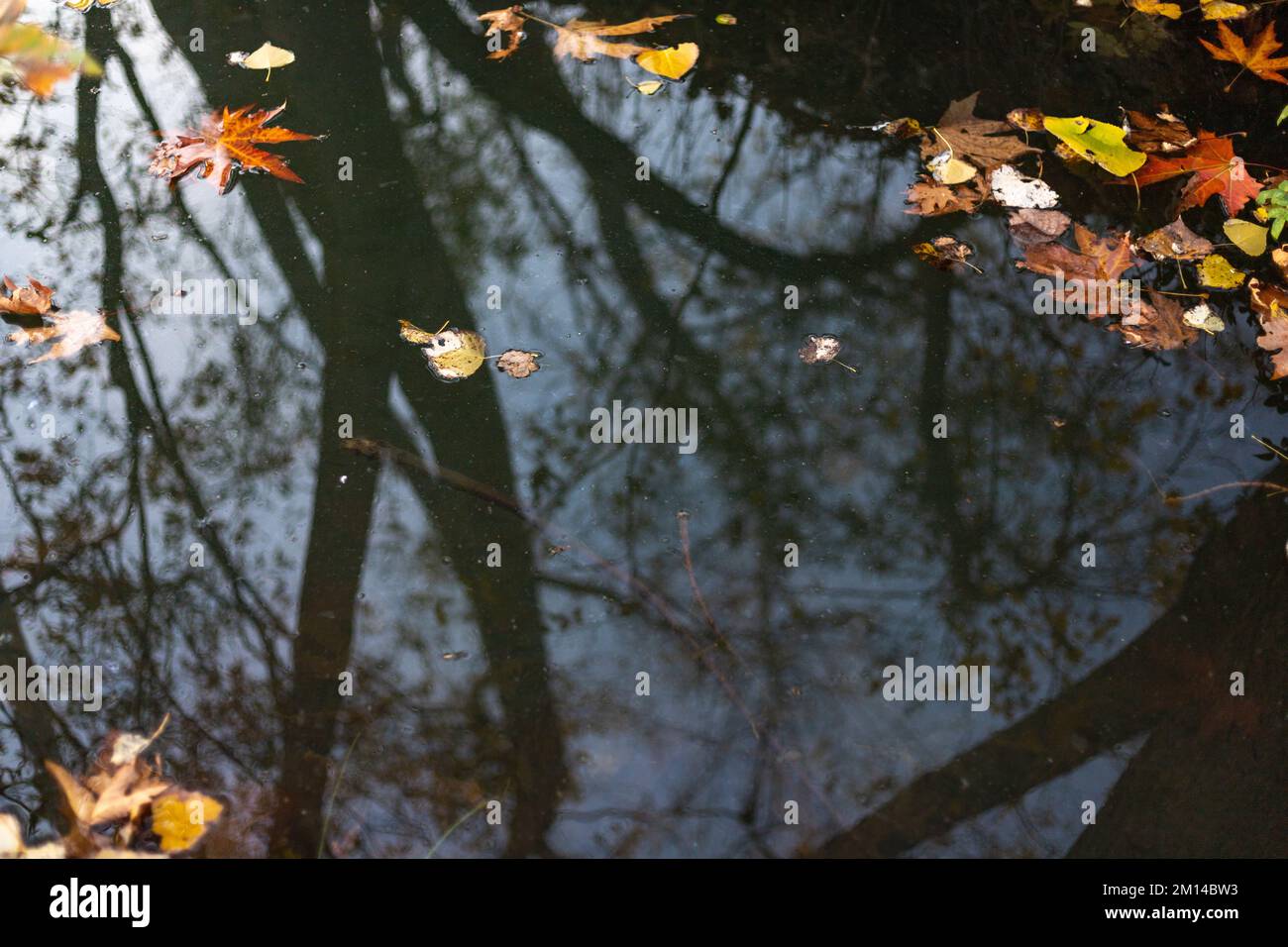 autumn season trees refection in water with dry leaves floating on water surface Stock Photo - Alamy