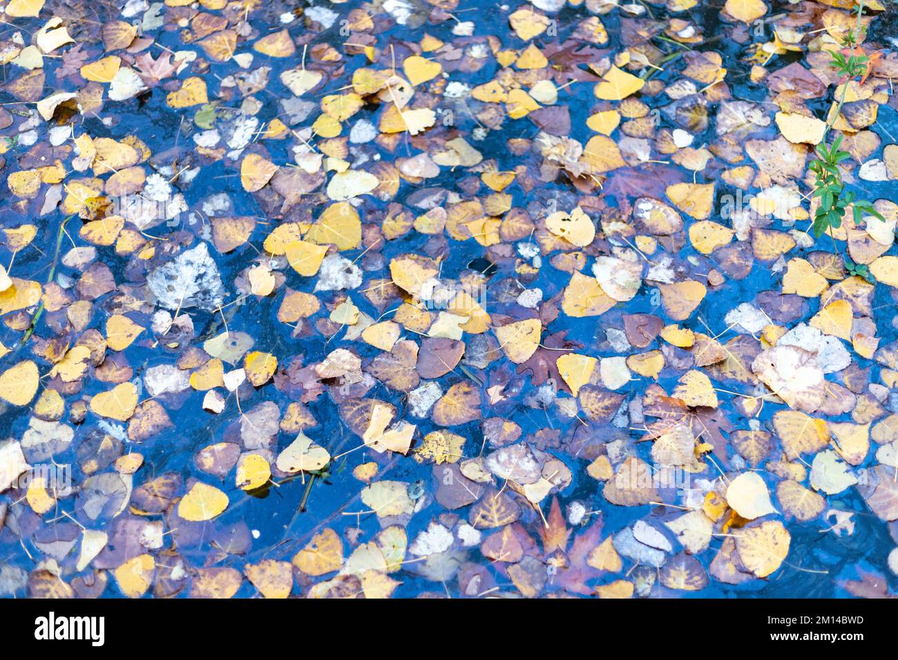 Colorful fall leaves floating on water surface in a lake Stock Photo - Alamy