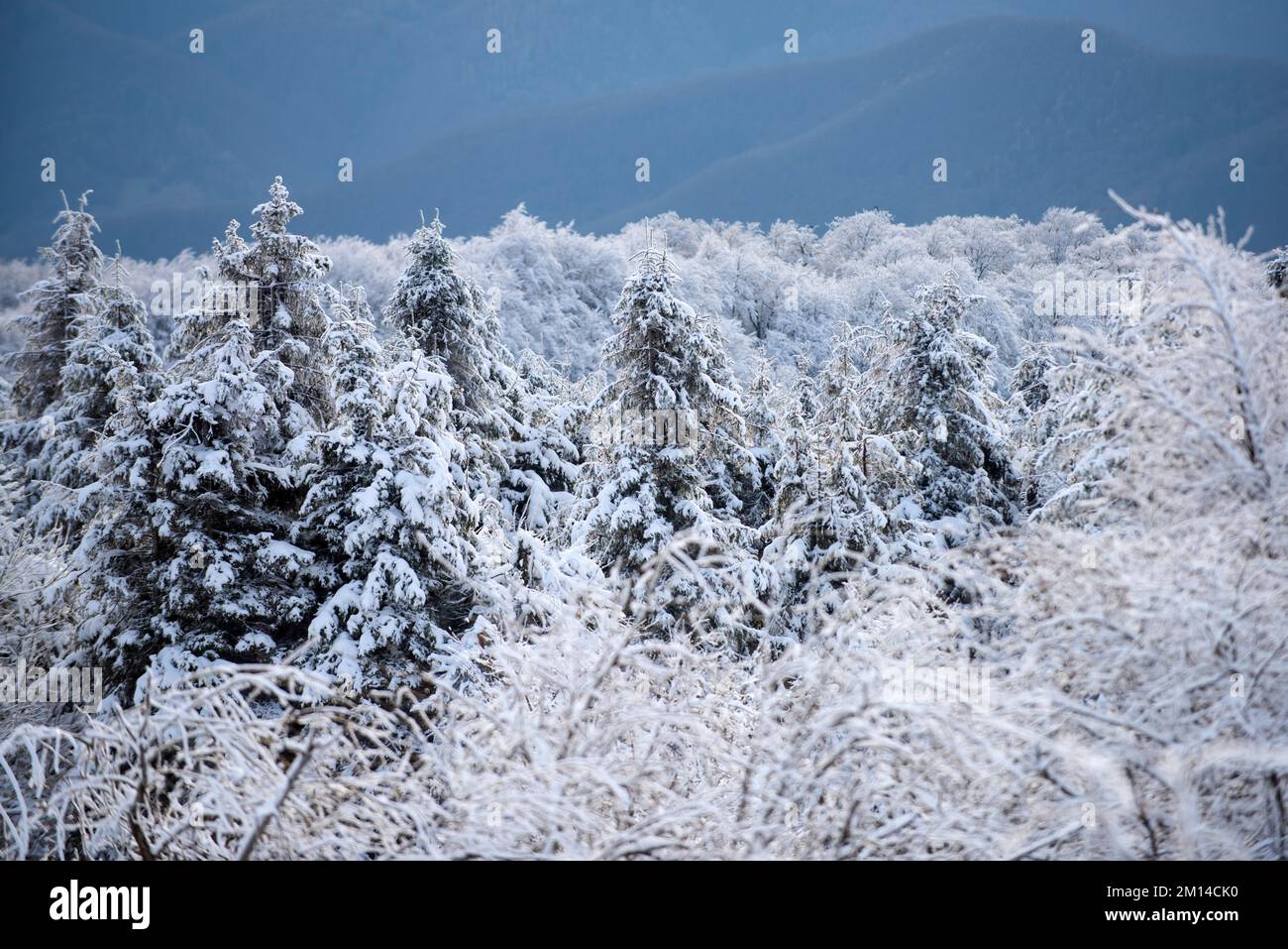 Scenery in winter. Winter with covered frost trees in the snowdrifts ...