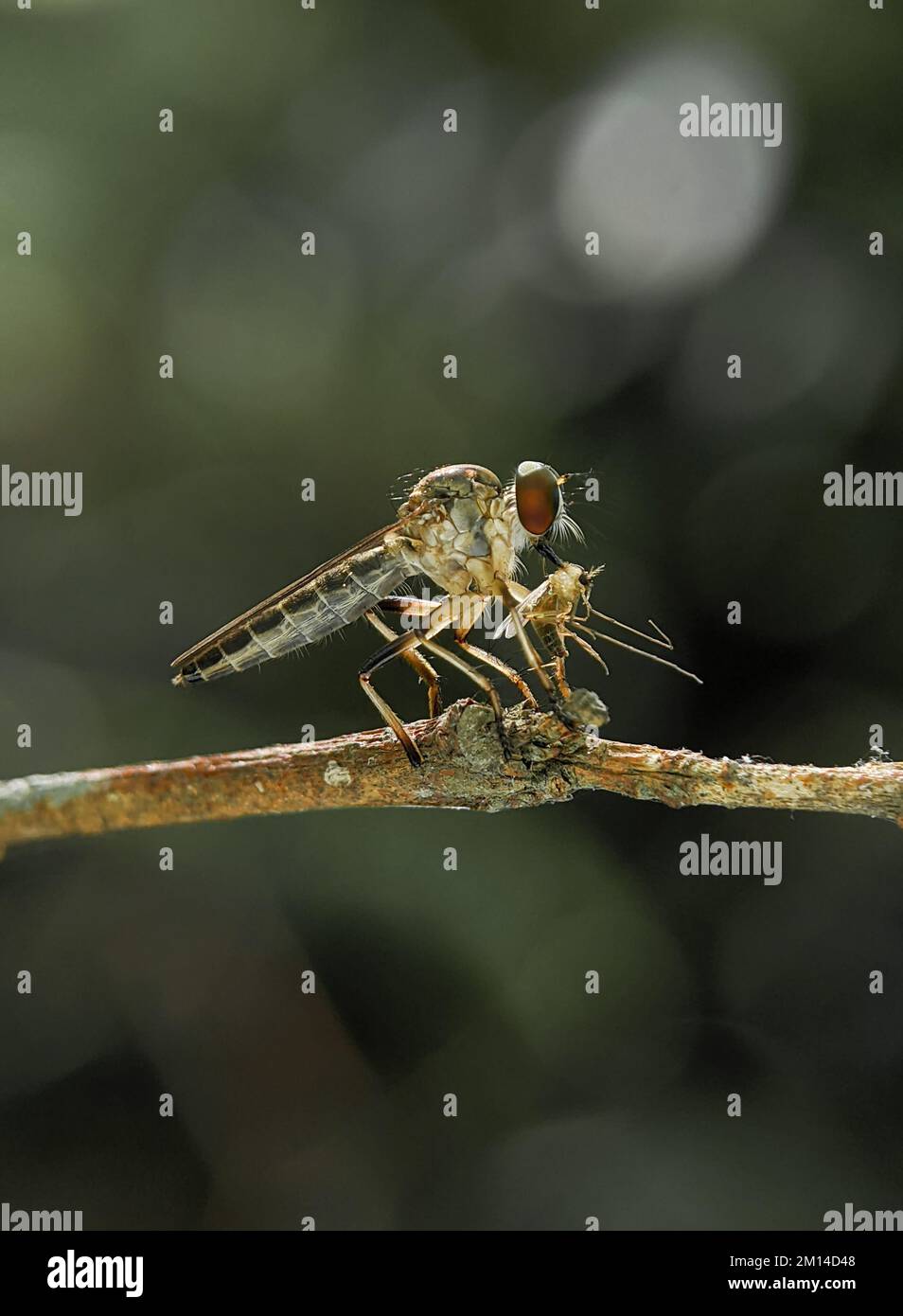 A macro shot of an Ommatius robber fly on twig tree with green blur ...