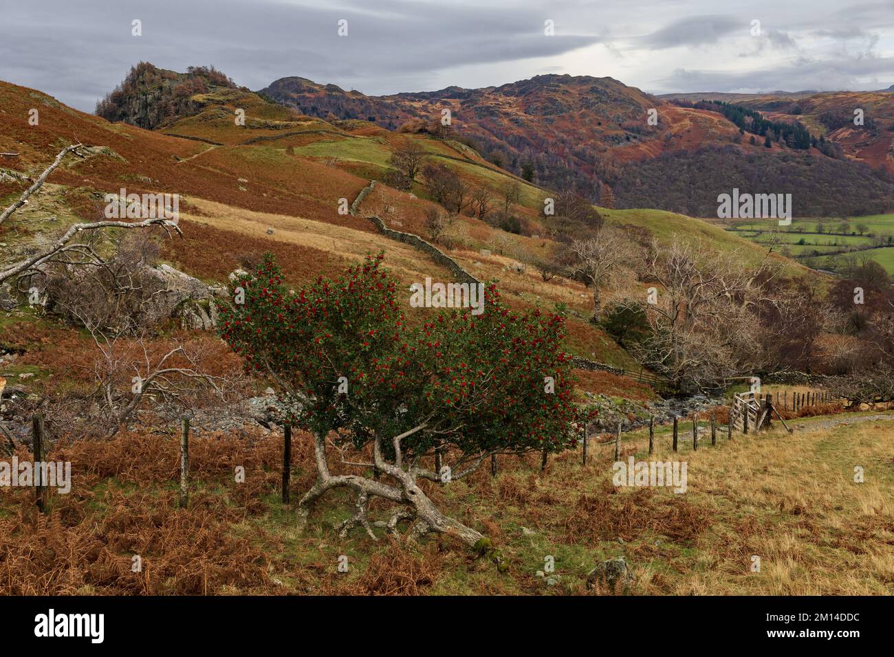 Ascending Tongue Gill to Rigghead Quarries above Rosthwaite in ...