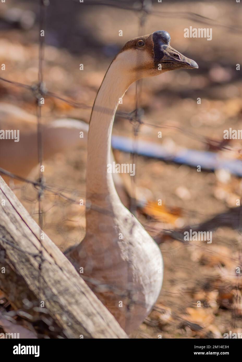A vertical shot of a goose behind the bars in a farm on the blurred ...