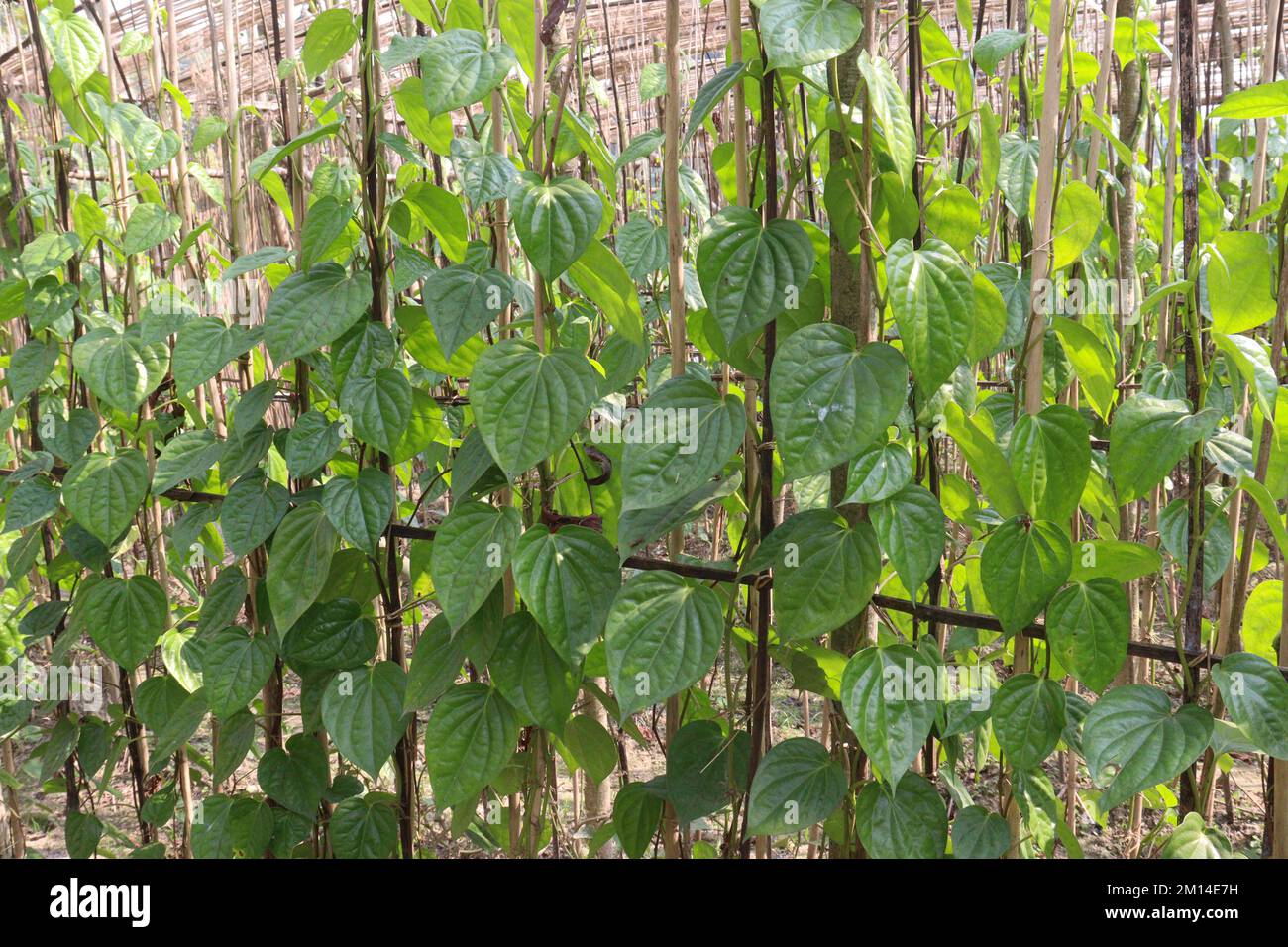 tasty and healthy betel leaf on farm for harvest Stock Photo - Alamy