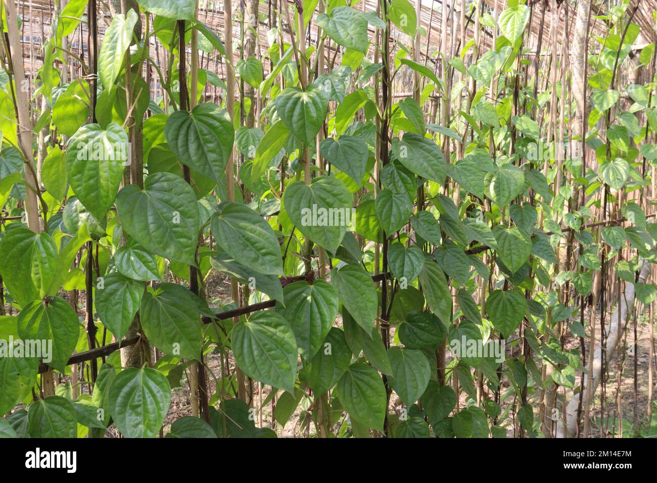 tasty and healthy betel leaf on farm for harvest Stock Photo - Alamy