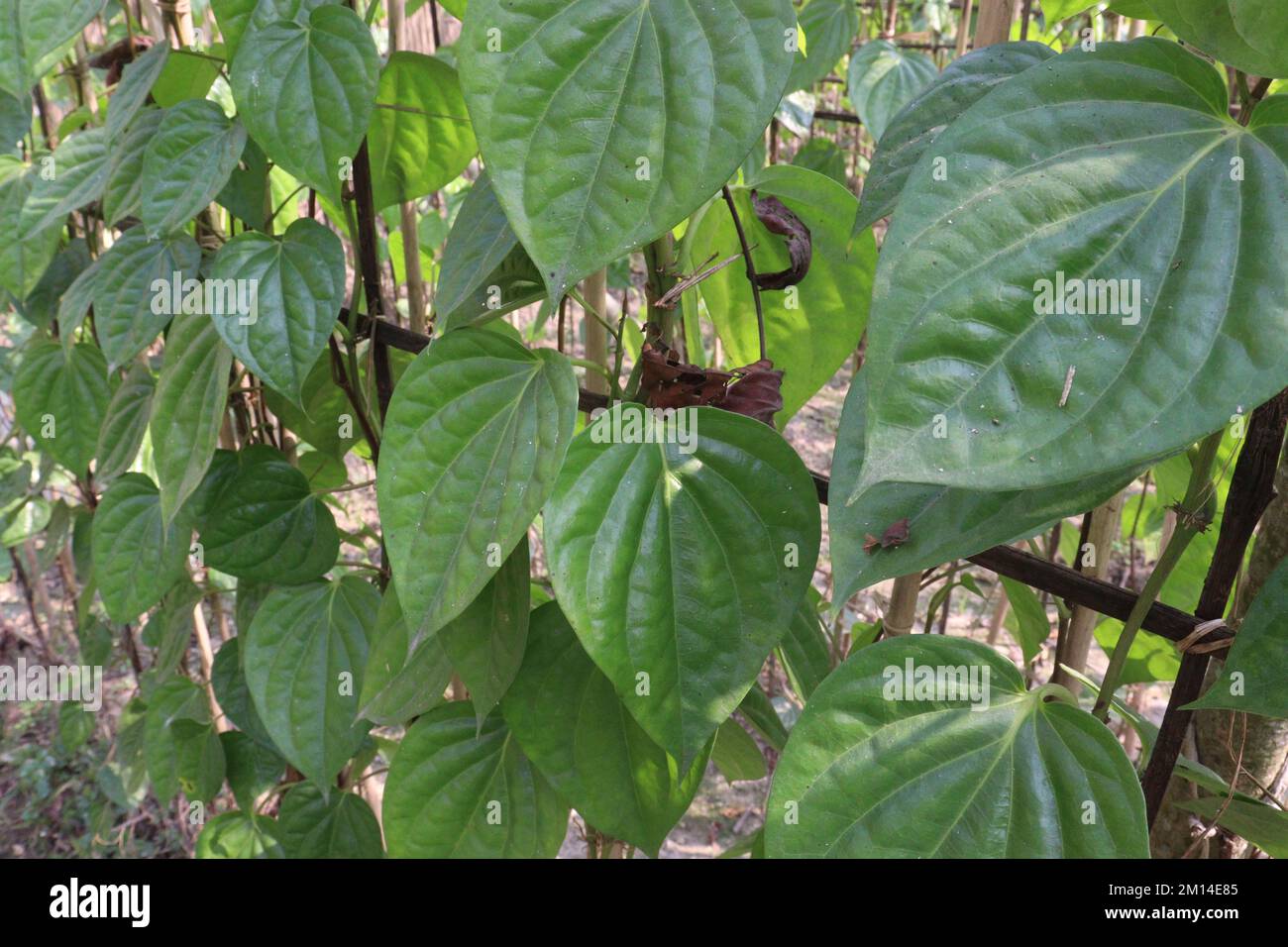 tasty and healthy betel leaf on farm for harvest Stock Photo - Alamy