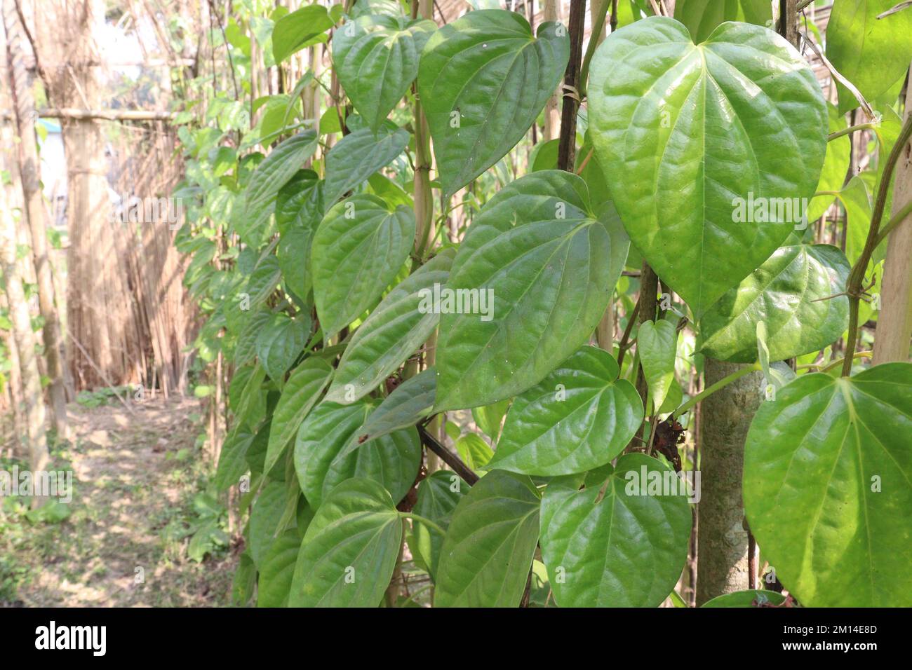 tasty and healthy betel leaf on farm for harvest Stock Photo - Alamy