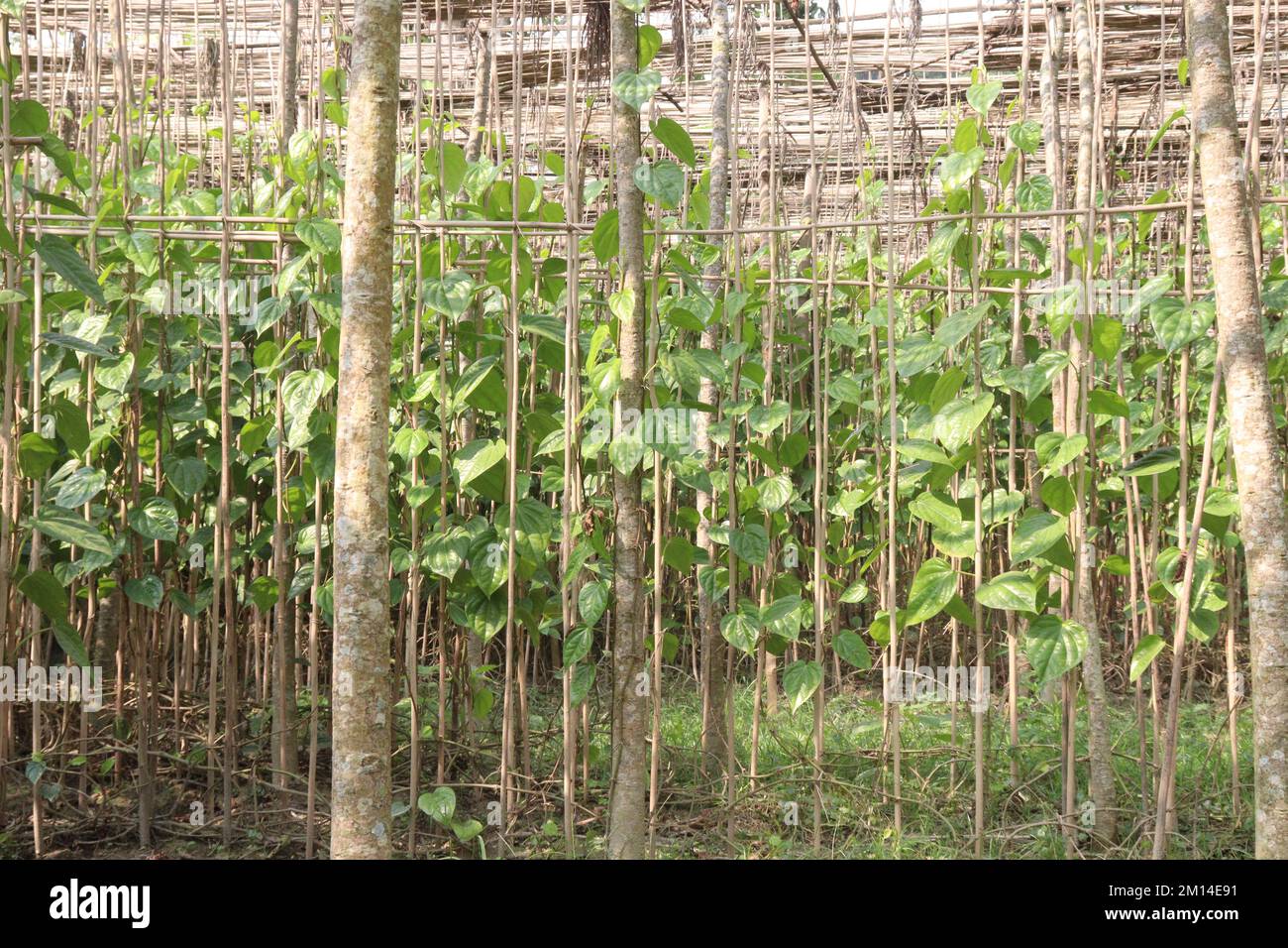 tasty and healthy betel leaf on farm for harvest Stock Photo - Alamy