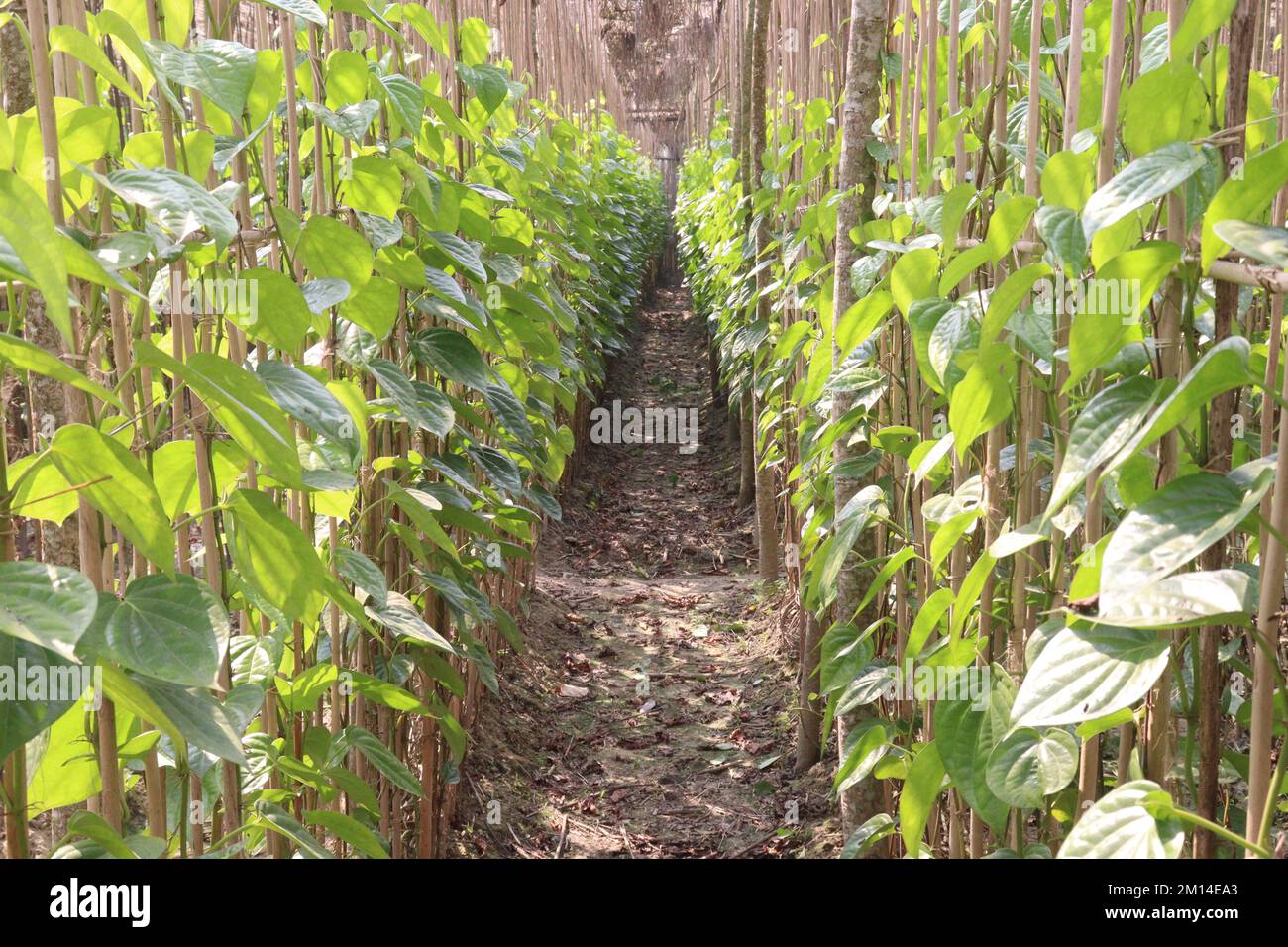 tasty and healthy betel leaf on farm for harvest Stock Photo - Alamy