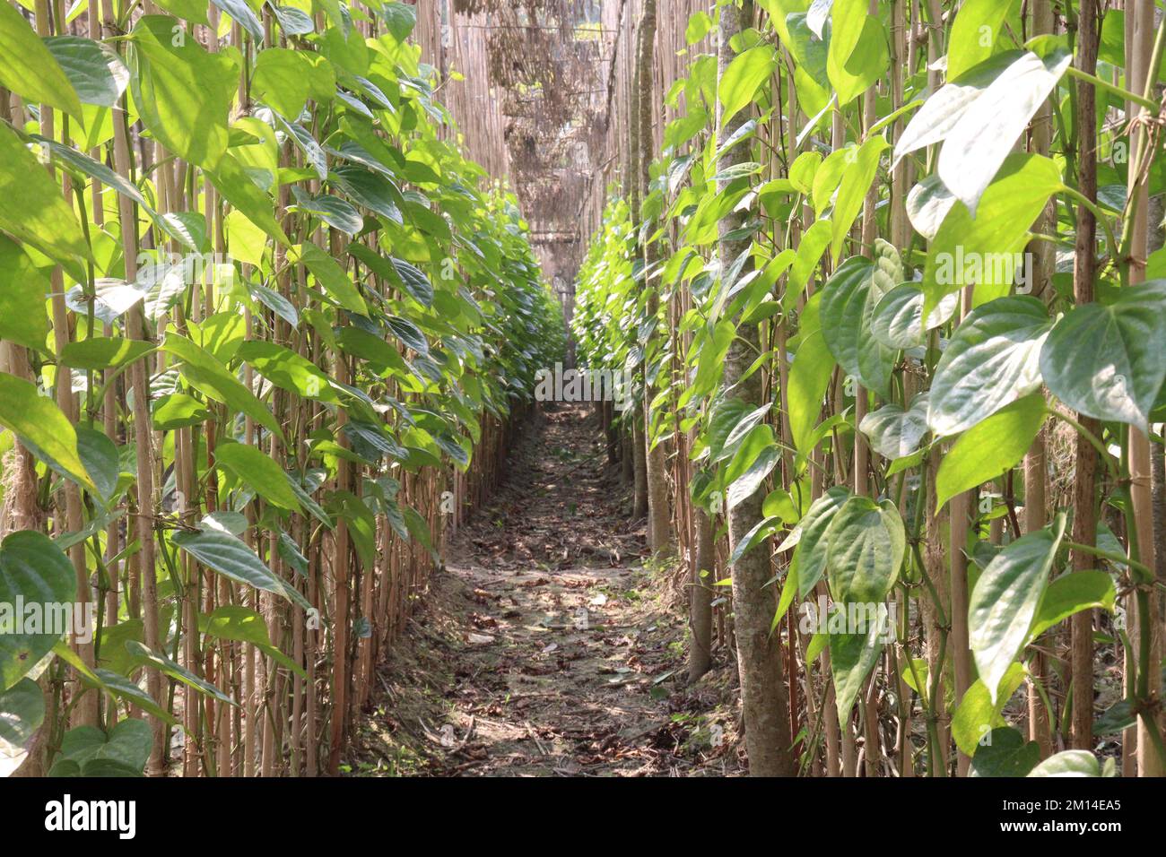 tasty and healthy betel leaf on farm for harvest Stock Photo - Alamy