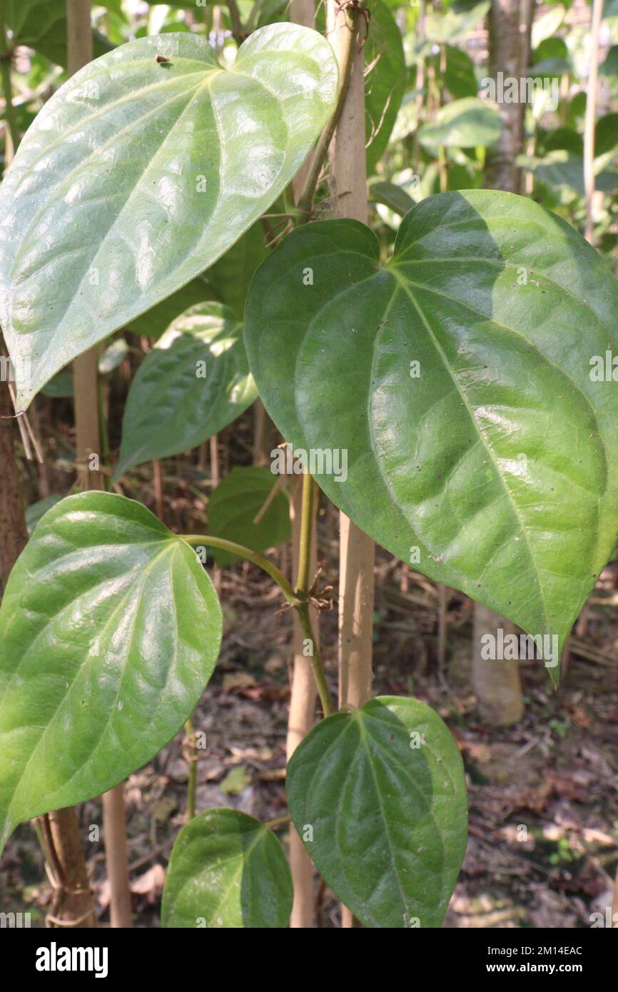 tasty and healthy betel leaf on farm for harvest Stock Photo - Alamy