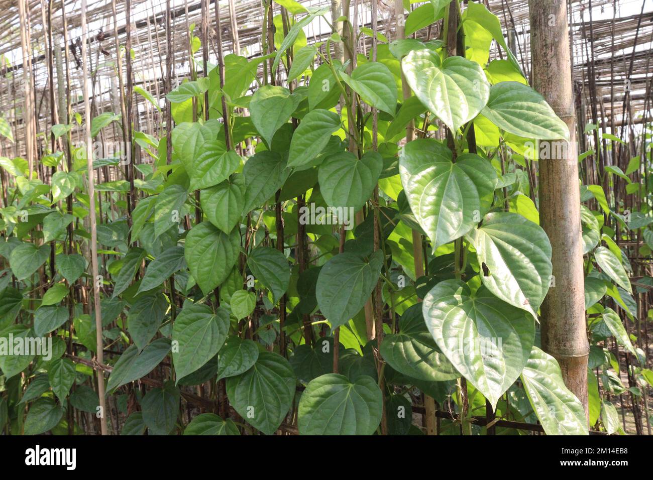 tasty and healthy betel leaf on farm for harvest Stock Photo - Alamy