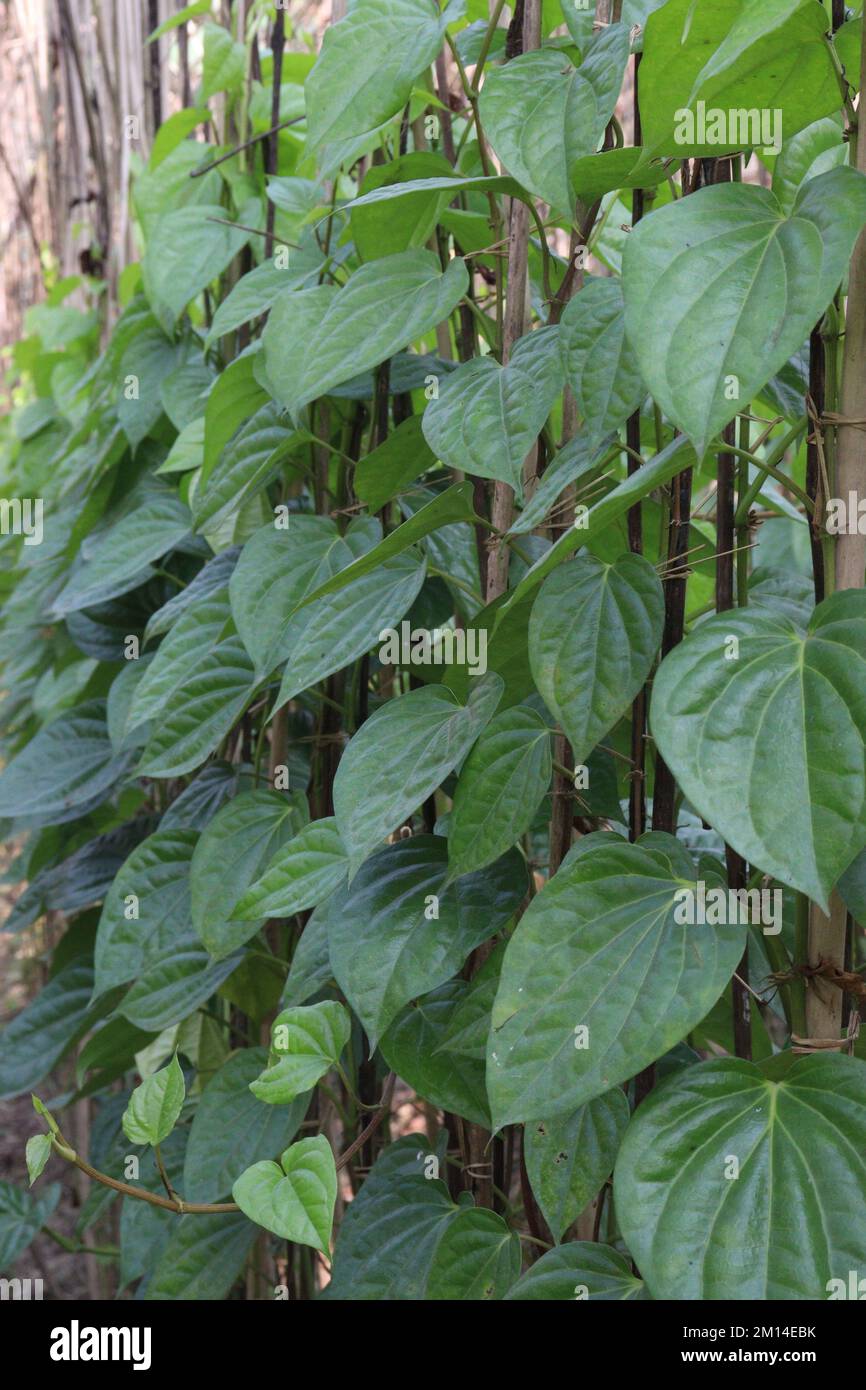 tasty and healthy betel leaf on farm for harvest Stock Photo - Alamy