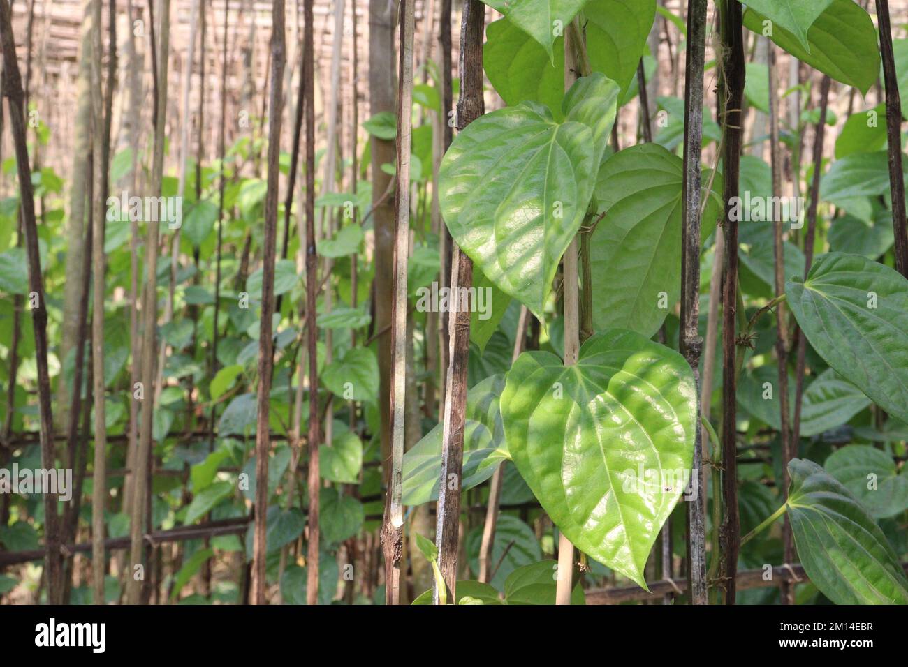 tasty and healthy betel leaf on farm for harvest Stock Photo - Alamy