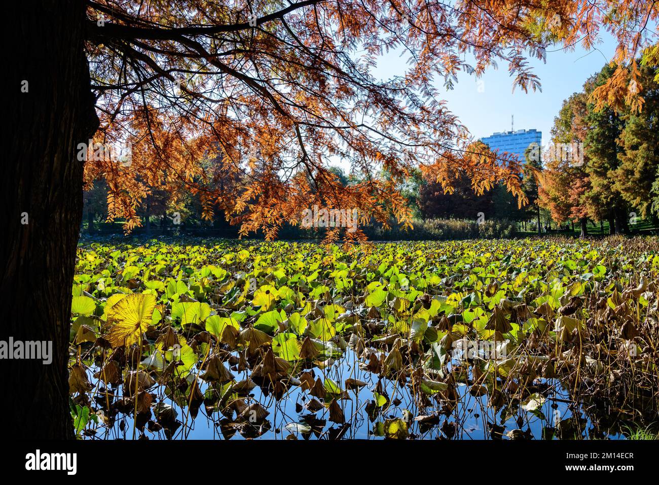 Autumn landscape with dried green leafs of water lily (Nymphaeaceae ...