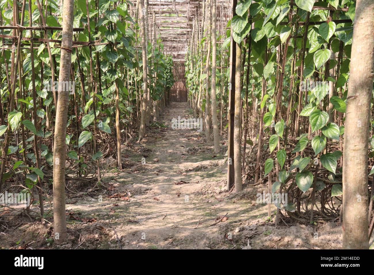 tasty and healthy betel leaf on farm for harvest Stock Photo - Alamy